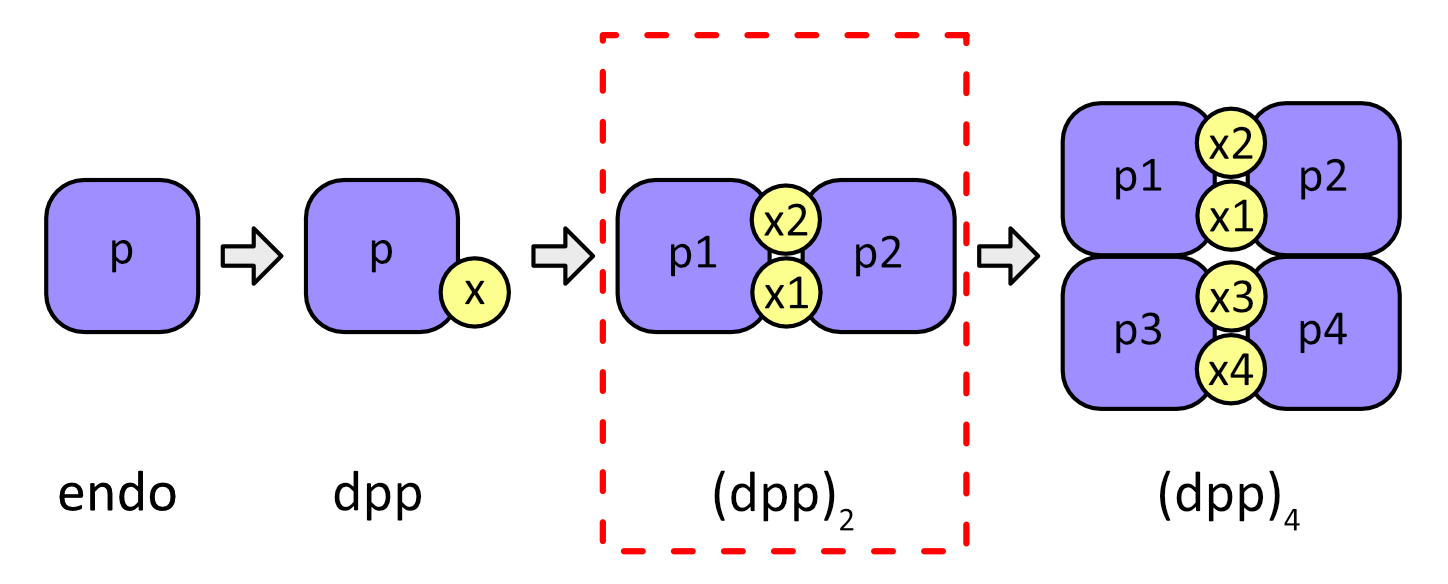 Oligomeric state and evolution of DPPI – Novinec Group
